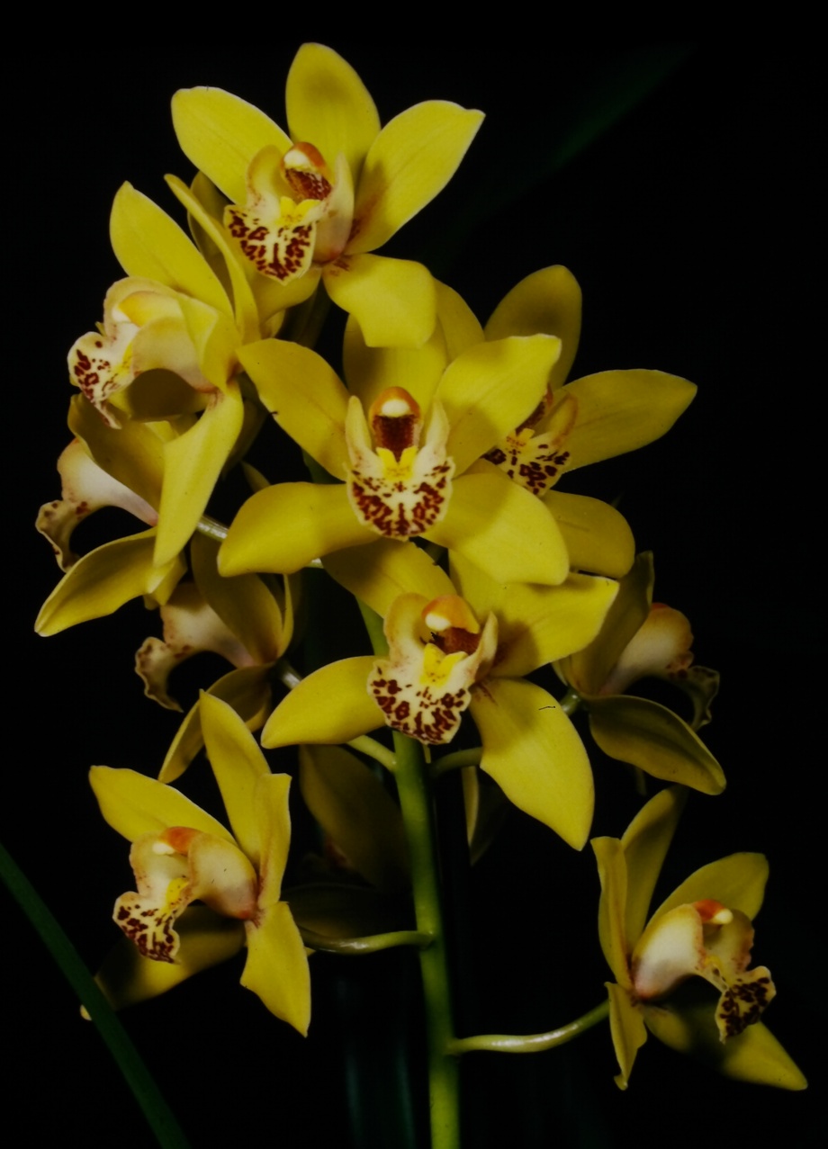 South Coast Orchid Society